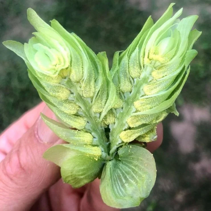 Hops grown in NSW for craft breweries and homebrewers. — Ryefield Hops