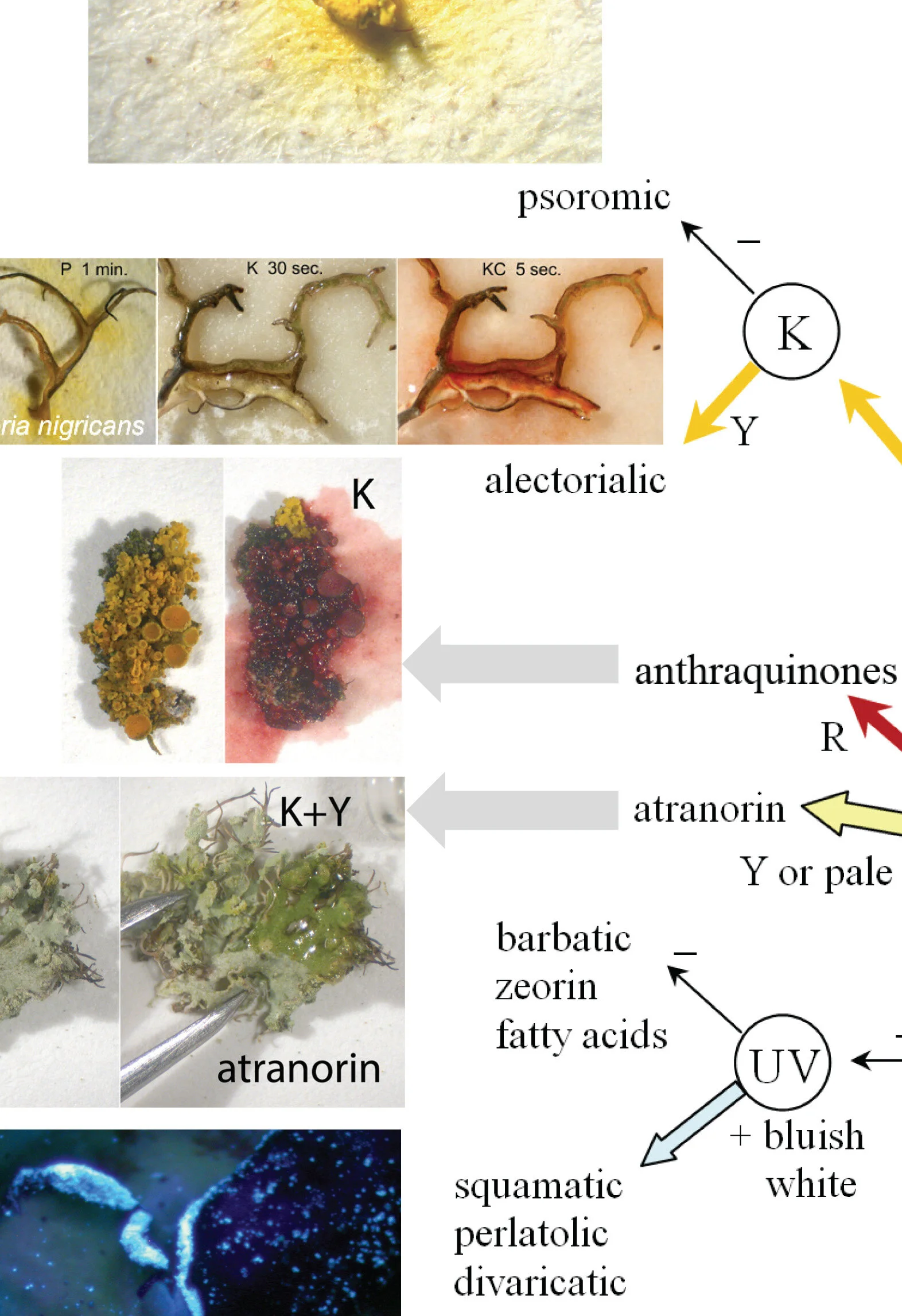 Lichen Spot Test Reactions Poster — Wild Blueberry Media LLC
