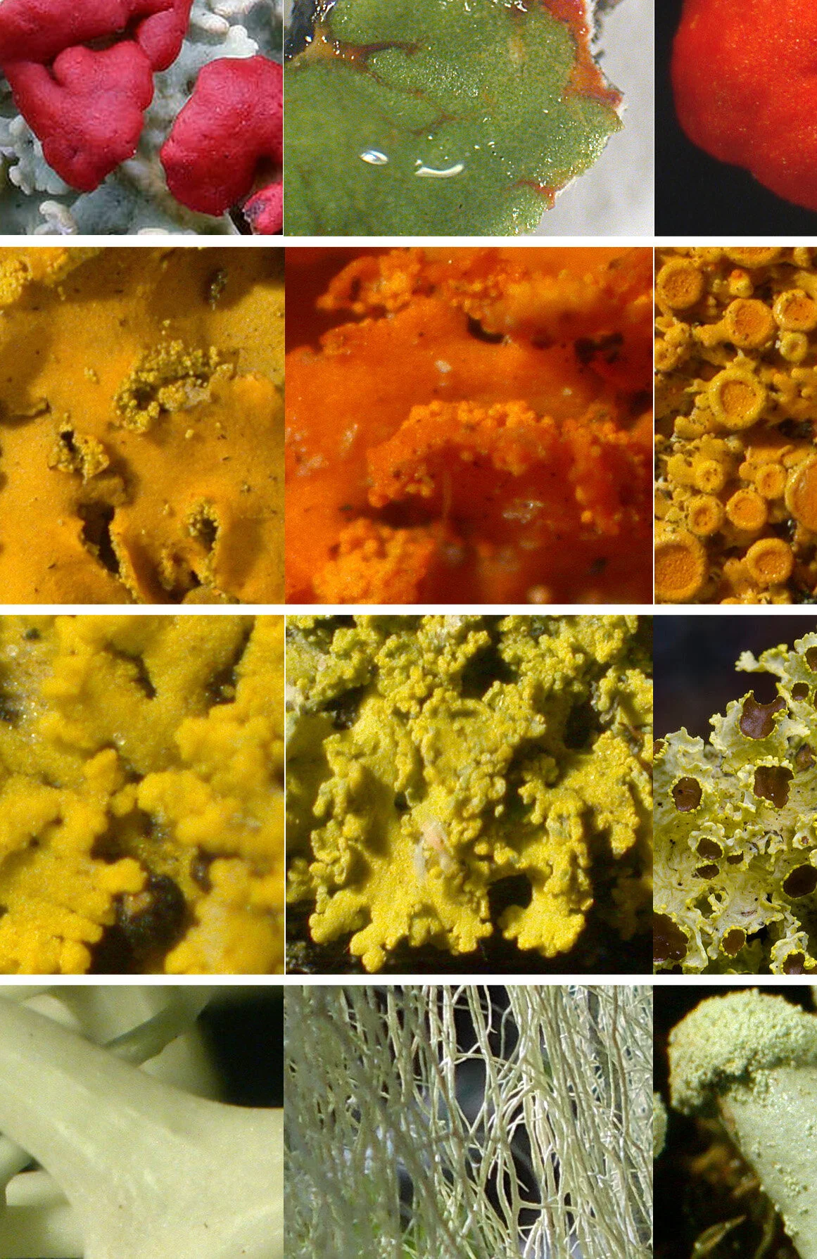 Lichen Color Chart Poster — Wild Blueberry Media LLC