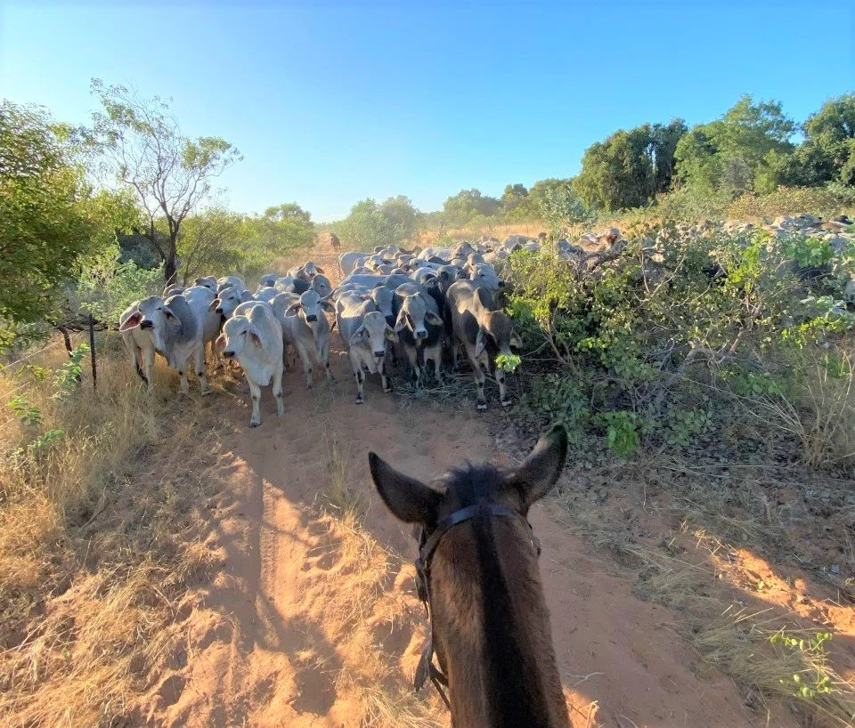 Gallery — Kimberley Agriculture & Pastoral Company