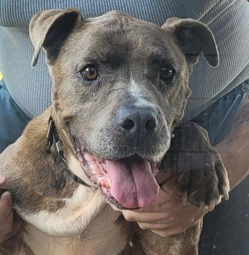 Happy Tails — BARC-CT