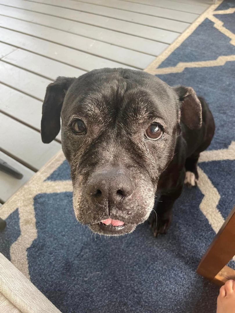 Adopt Me — BARC-CT