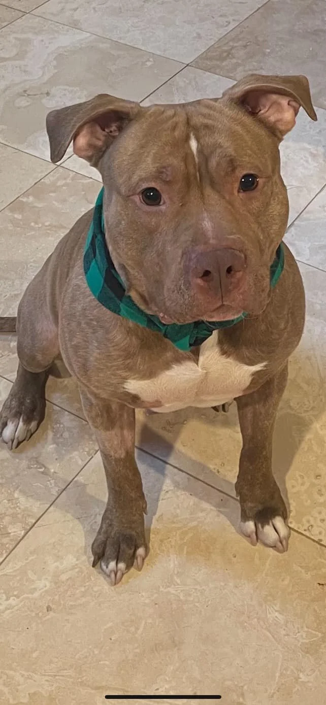 Adopt Me — BARC-CT