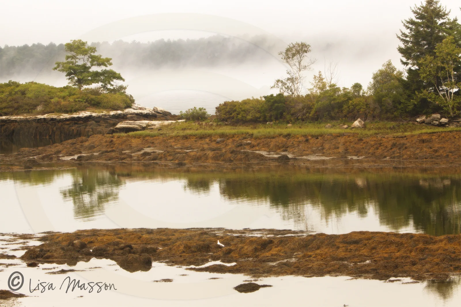 Coastal — Lisa Masson Photography