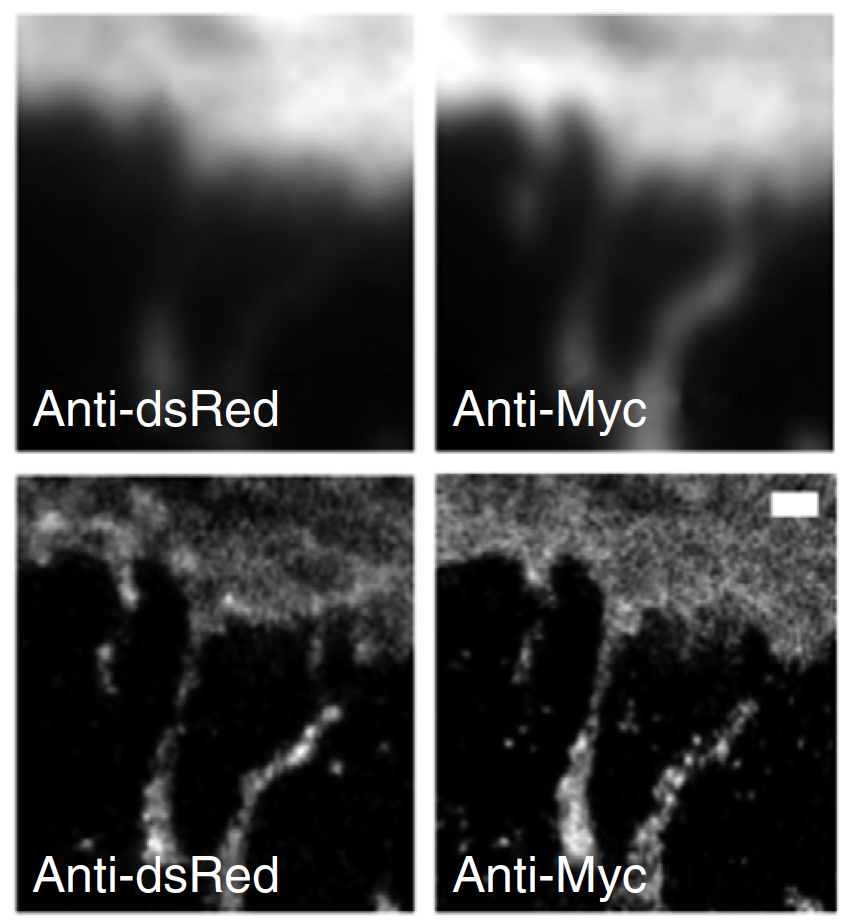 Publications — Speer Lab