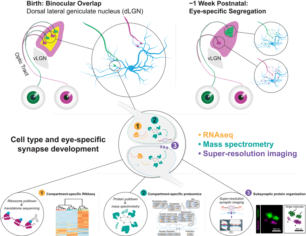 Projects — Speer Lab