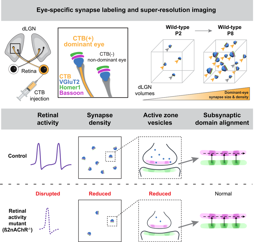 Publications — Speer Lab