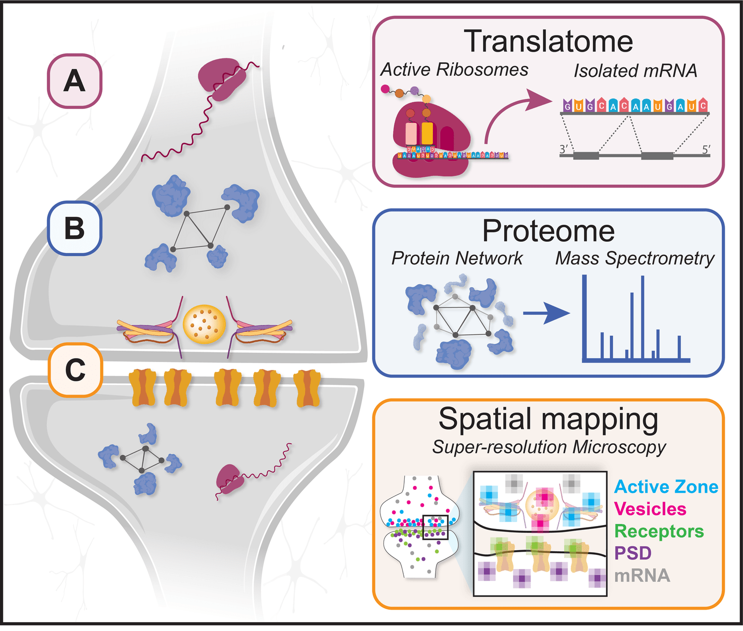 Publications — Speer Lab