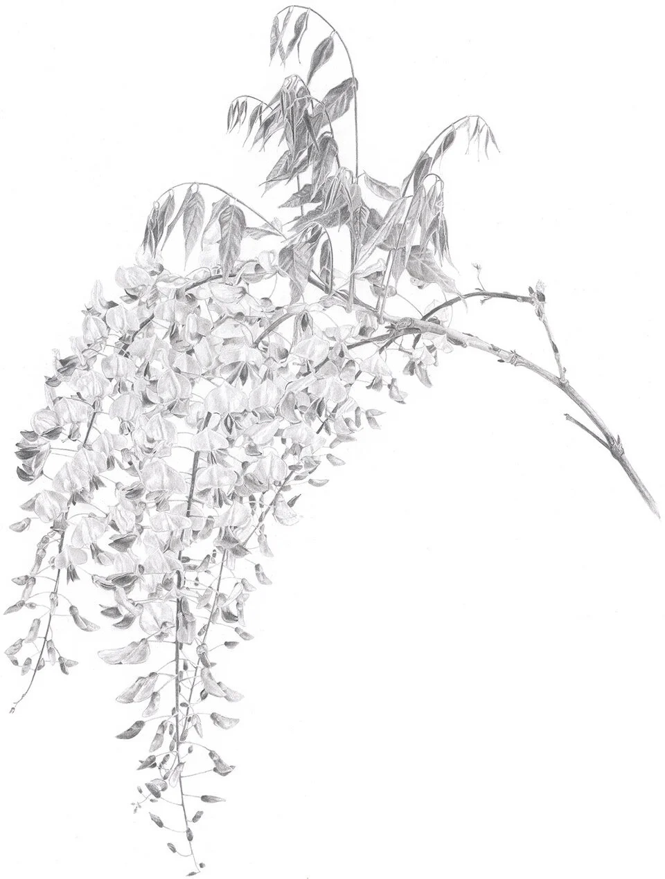 Wisteria - Art Journal — Lucy Clayton