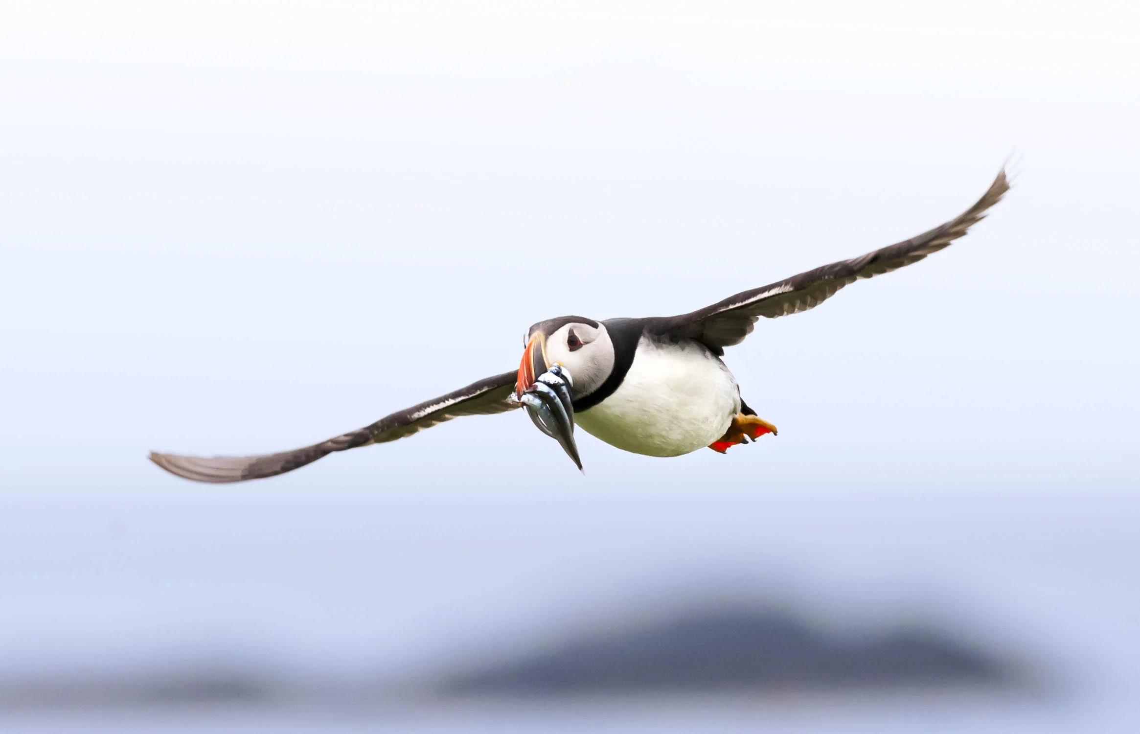 Puffin Bird Walking