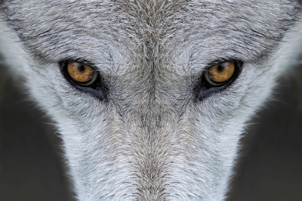 Wolf Tracking in Yellowstone — Travel Is Beautiful