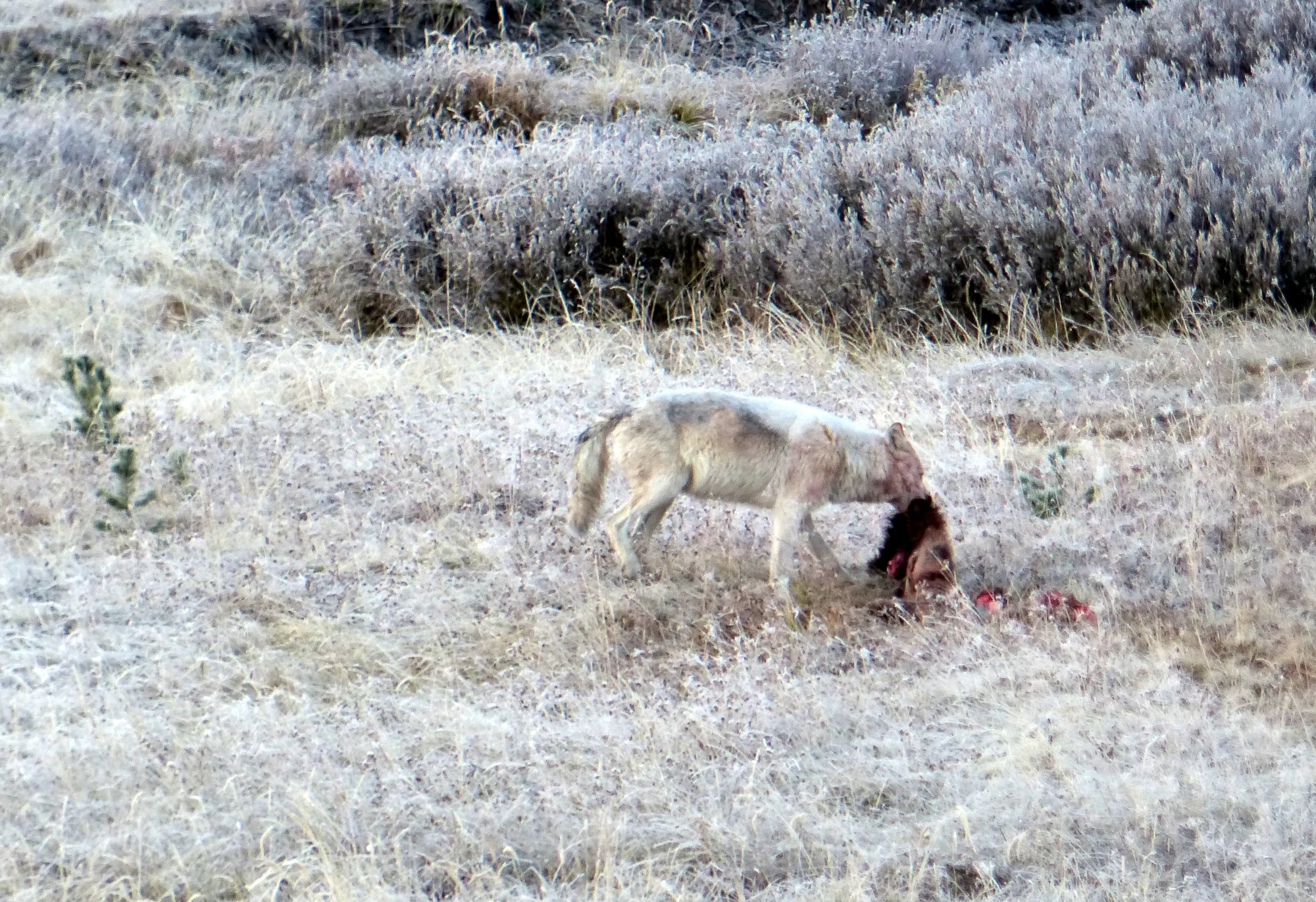 Wolf Tracking in Yellowstone — Travel Is Beautiful