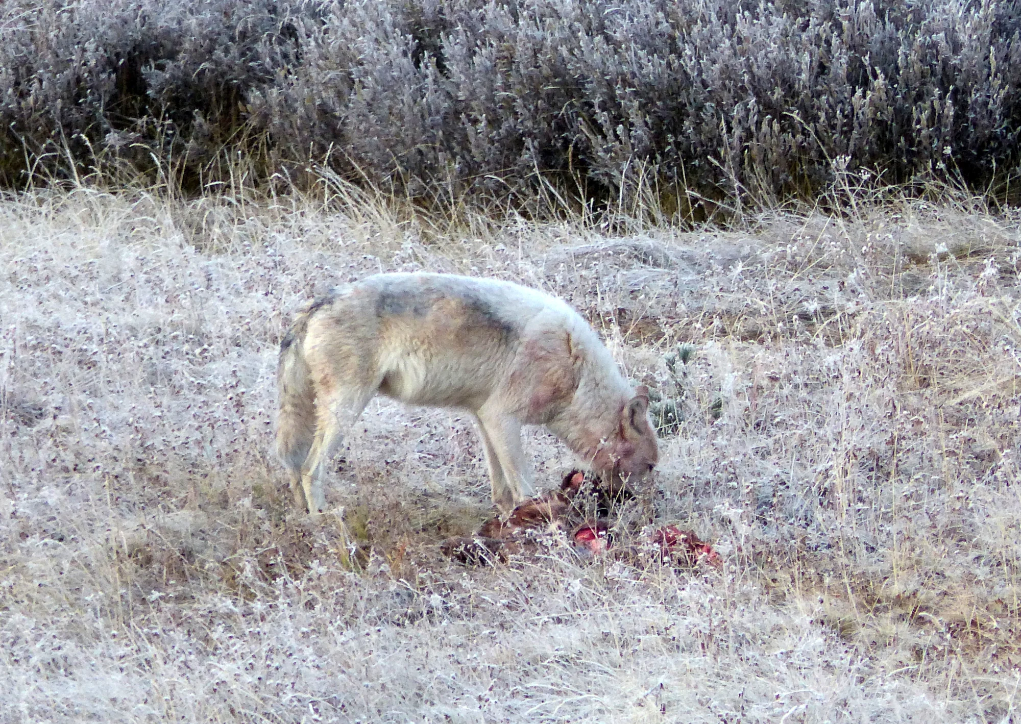 Wolf Tracking in Yellowstone — Travel Is Beautiful