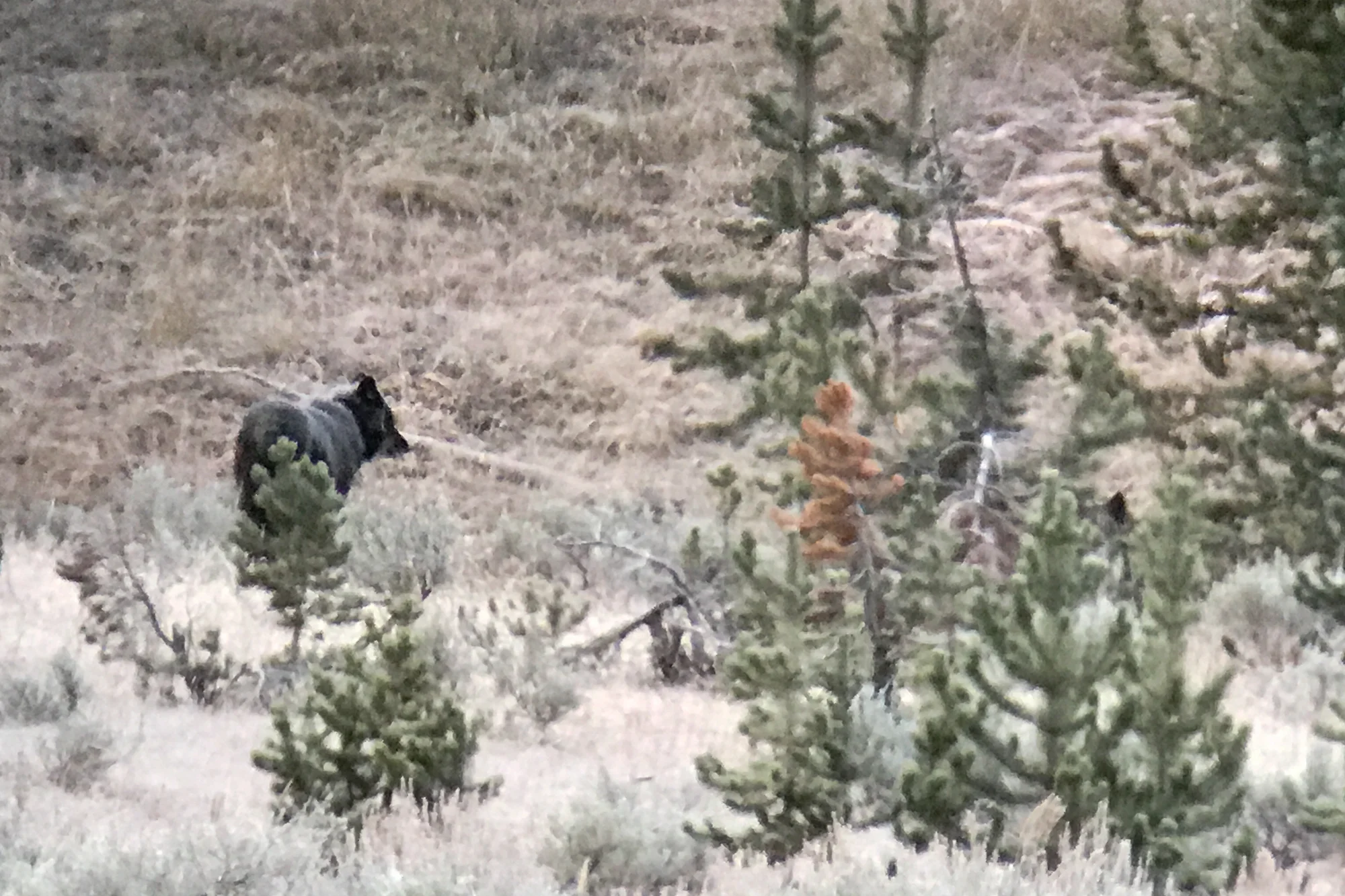 Wolf Tracking in Yellowstone — Travel Is Beautiful