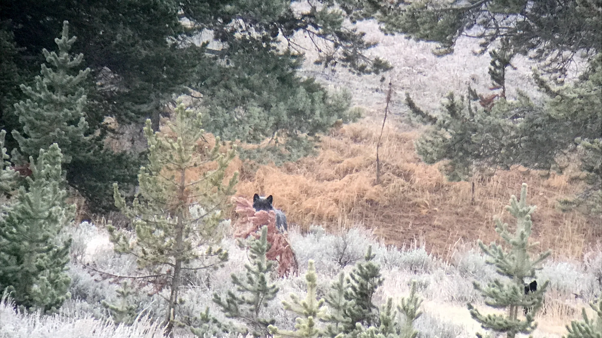 Wolf Tracking in Yellowstone — Travel Is Beautiful