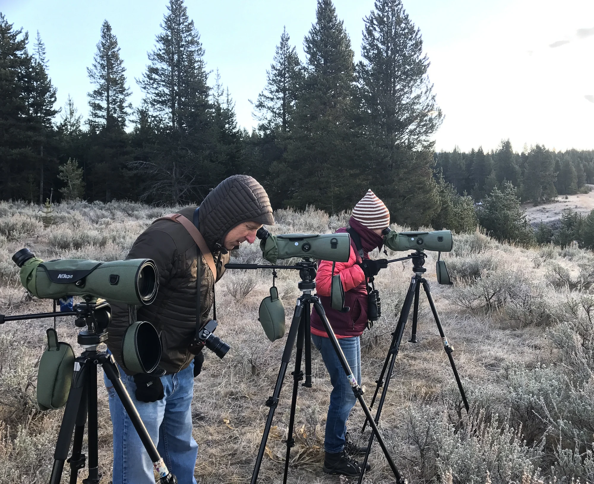Wolf Tracking in Yellowstone — Travel Is Beautiful