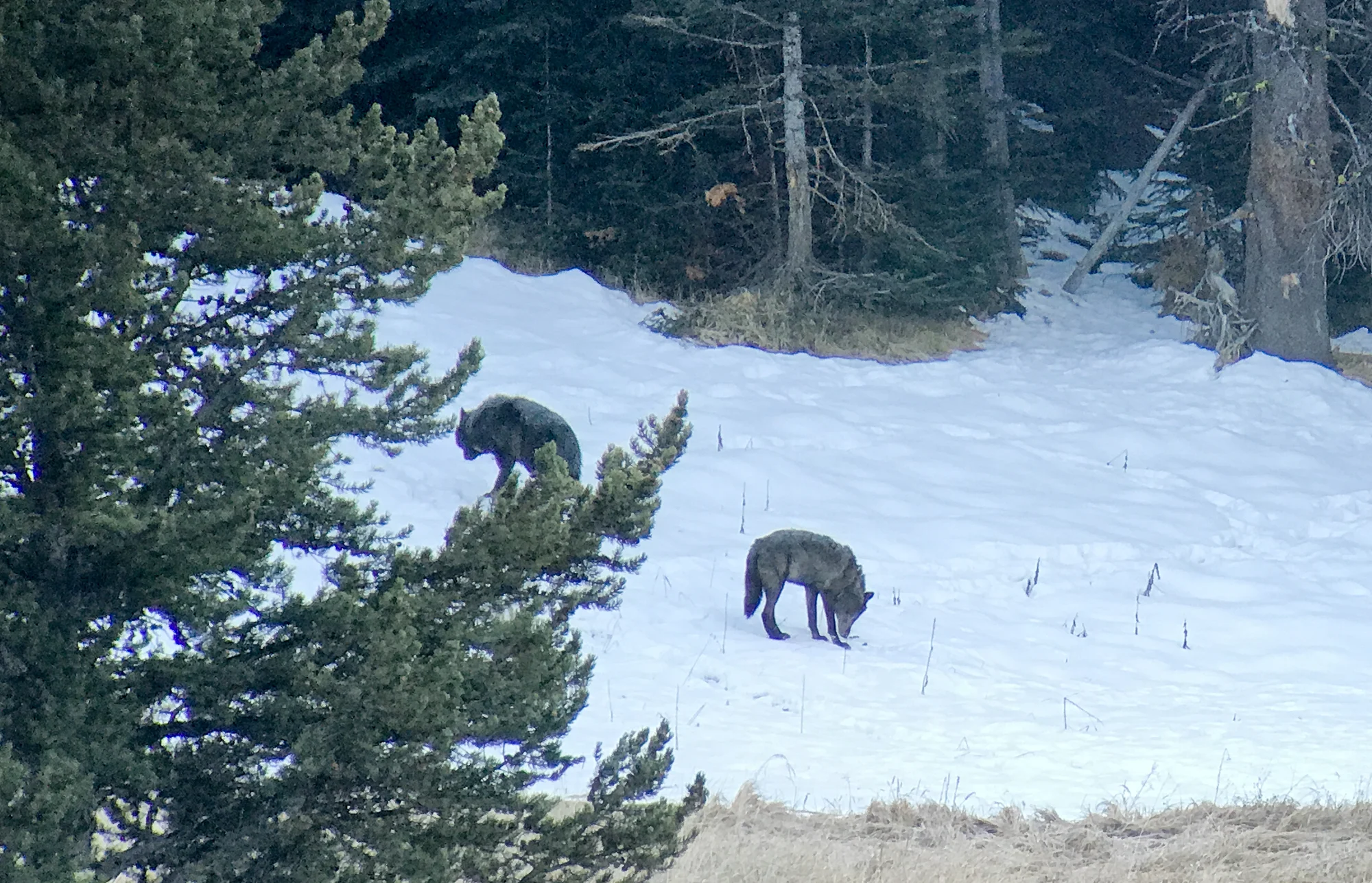 Wolf Tracking in Yellowstone — Travel Is Beautiful