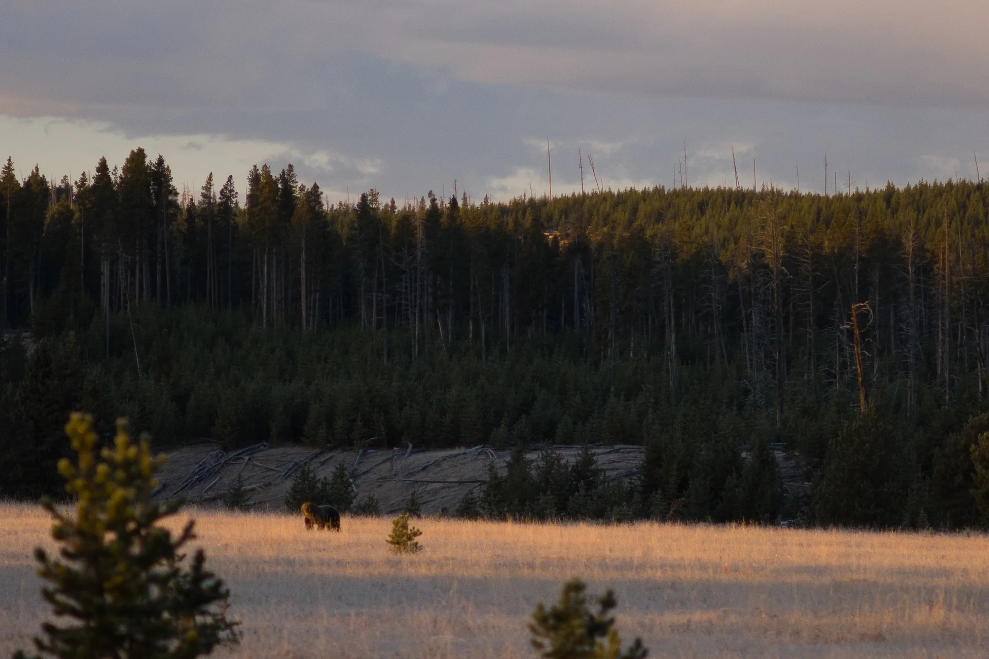 Wolf Tracking in Yellowstone — Travel Is Beautiful