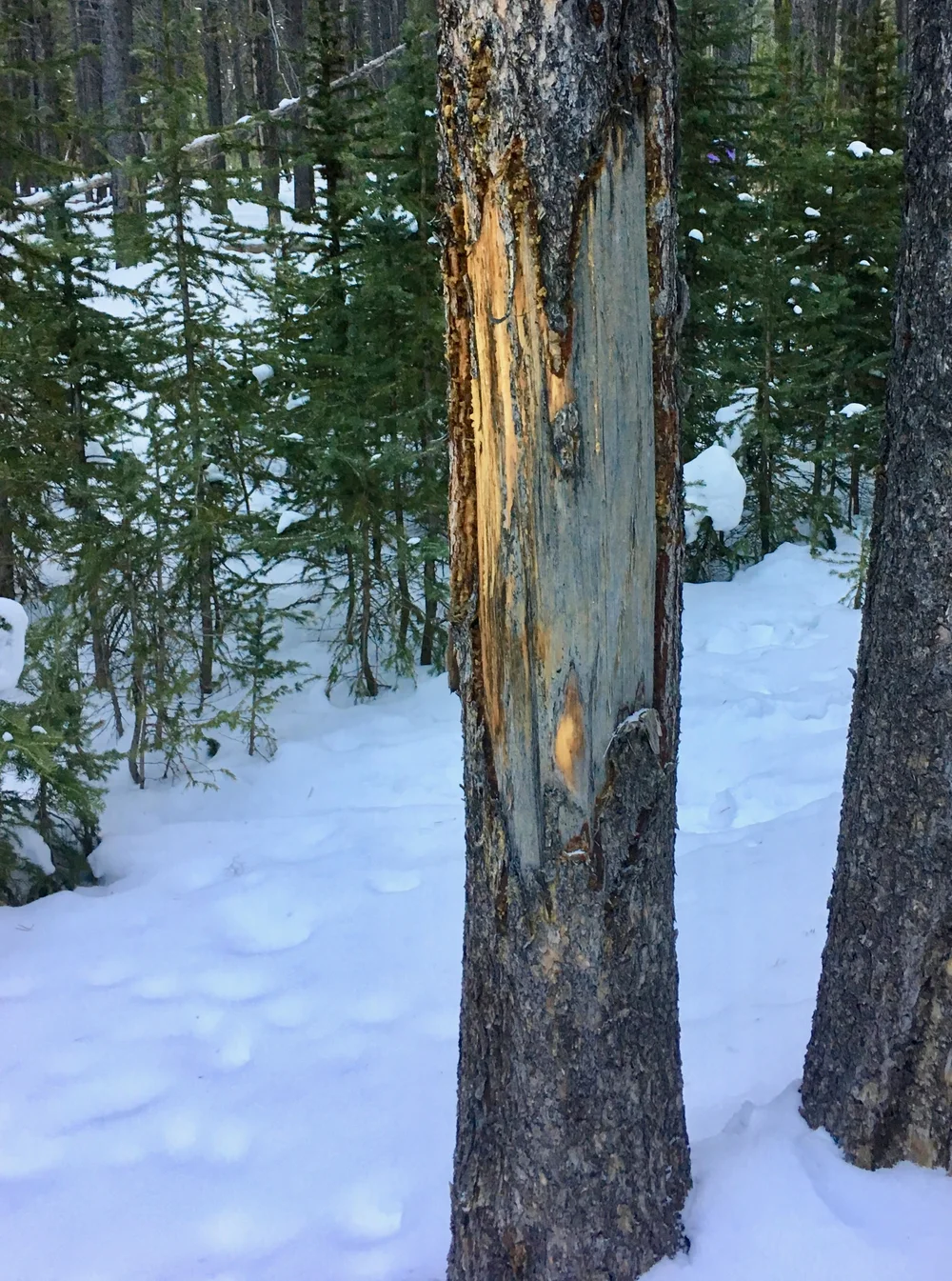 Winter Wonderland in Yellowstone — Travel Is Beautiful