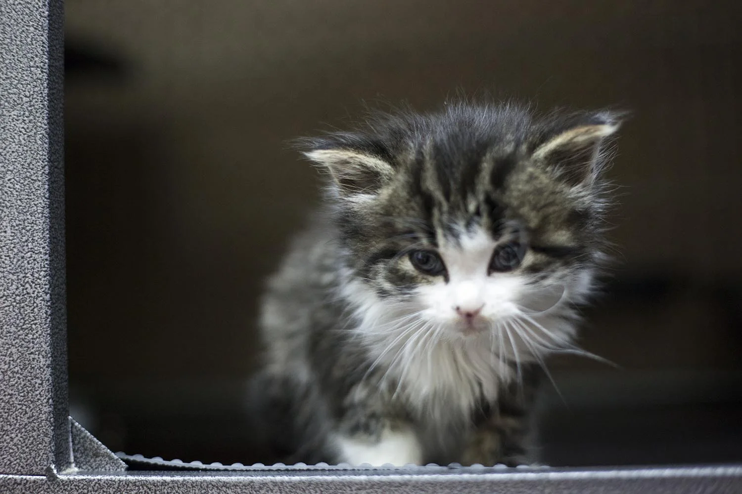 Rescue Rescues — Bushwick Bark