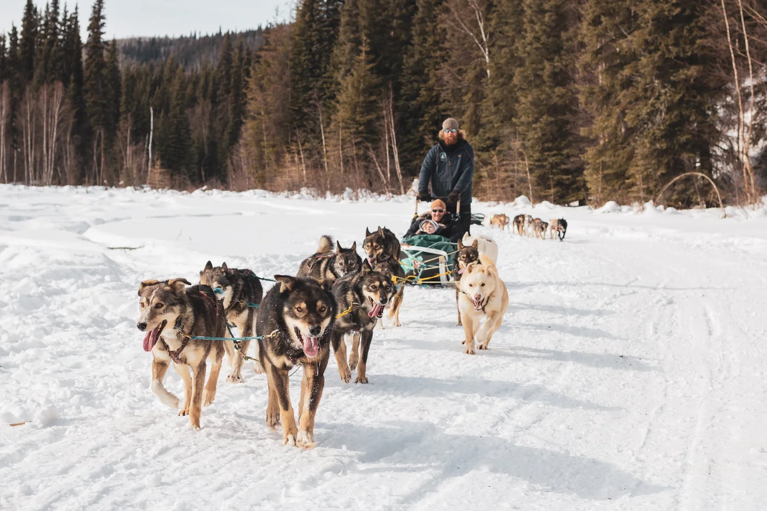 Award Winning Dog Sledding Tour | Fairbanks, Alaska | Aurora Tours ...