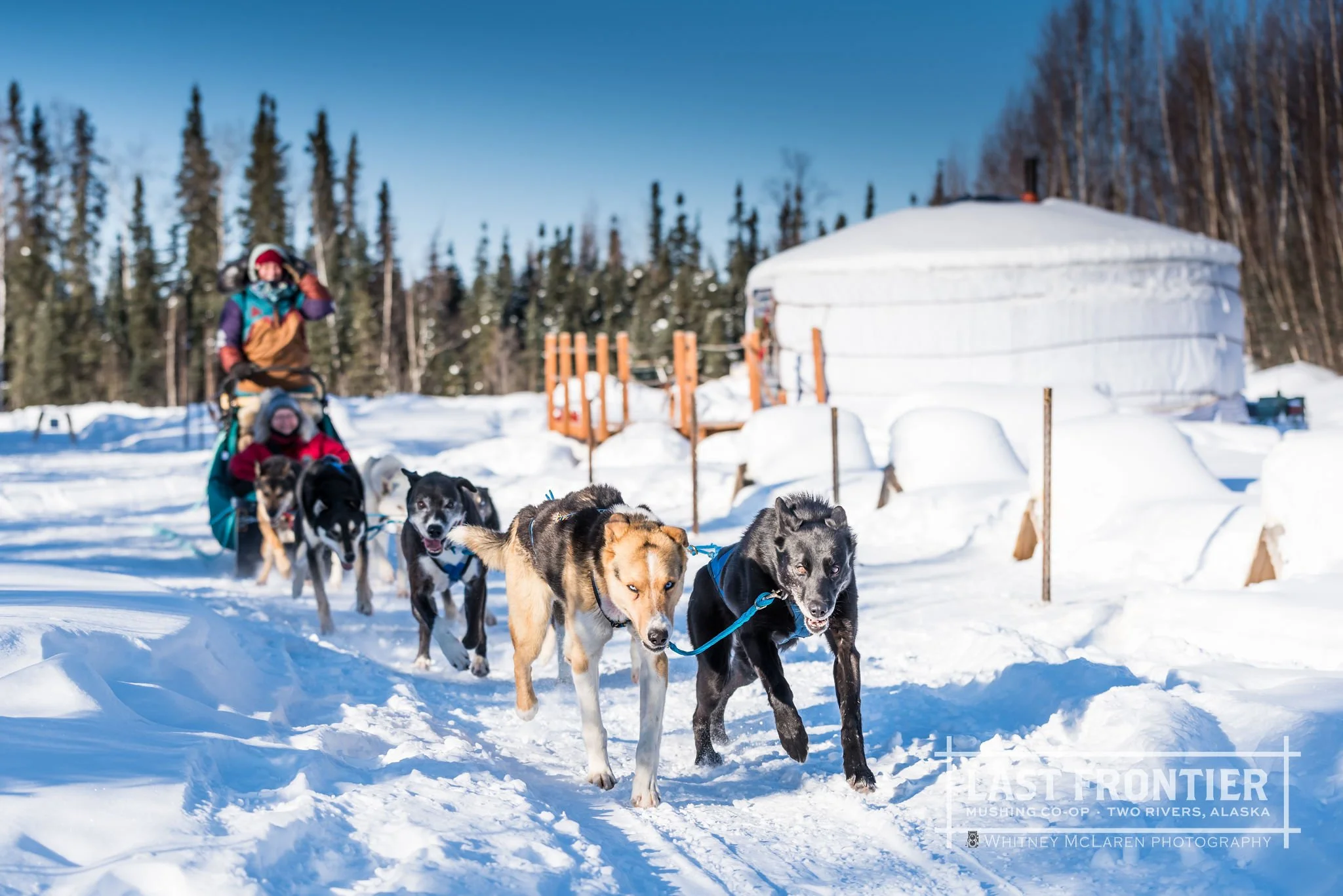 Daily Dog Sledding Fairbanks | Aurora Tours & Daily Mushing Adventures ...