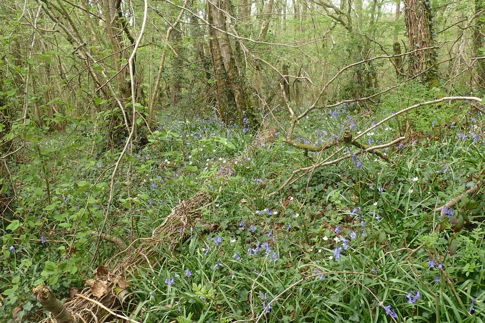 Ancient Woodland — Ellendale Environmental