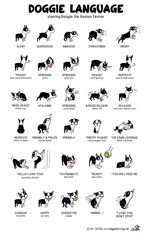 How to stop your dog from barking? - Wolfgang's Way Dog Training ...