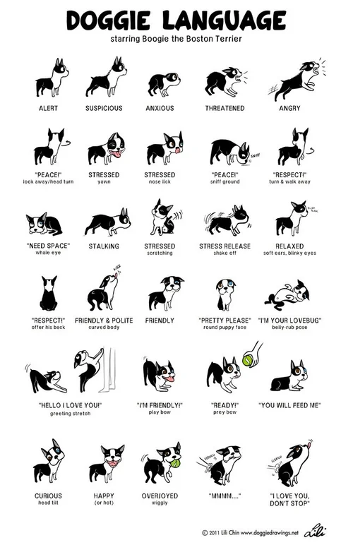 How to stop your dog from barking? - Wolfgang's Way Dog Training ...