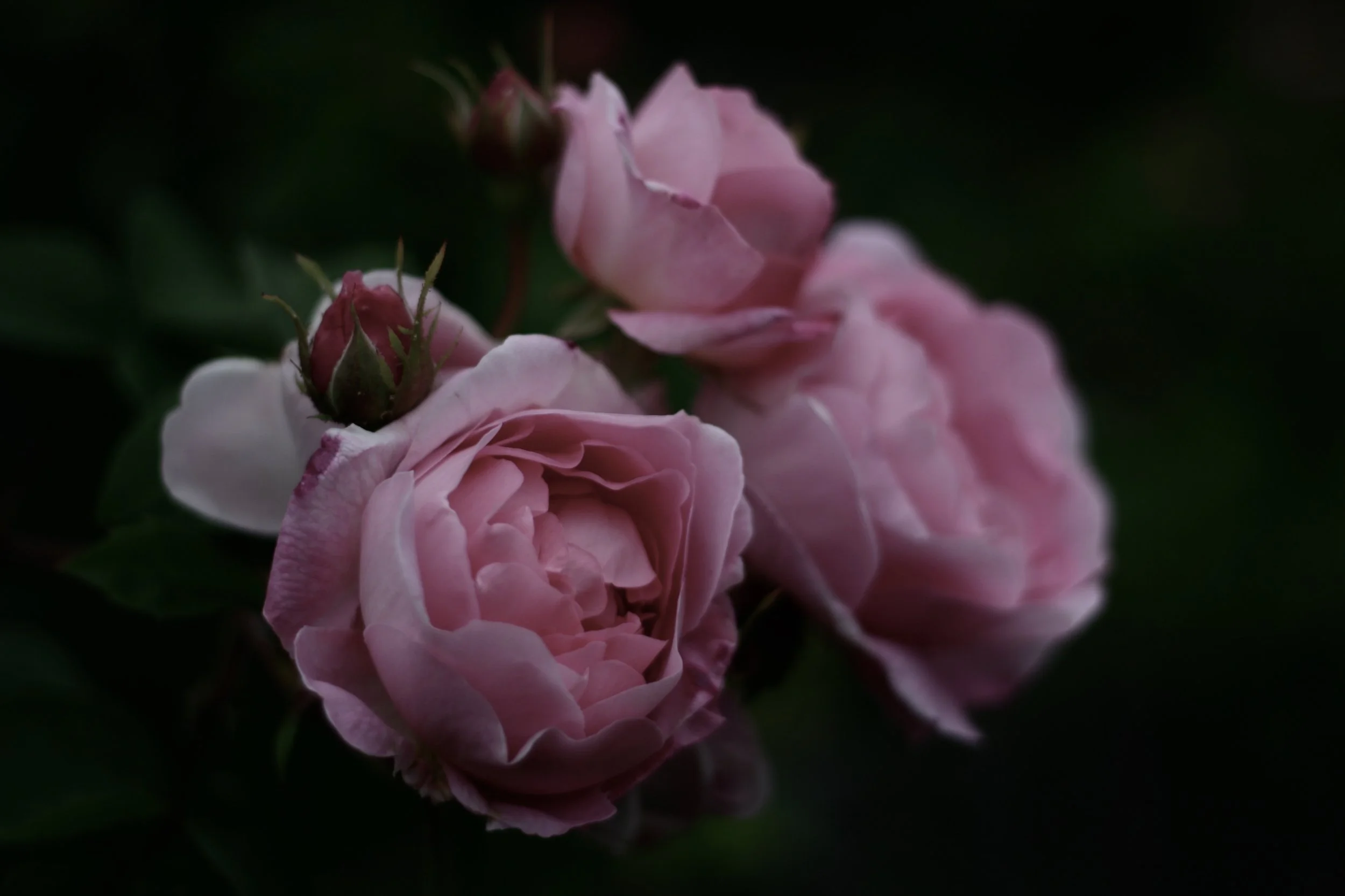 Flore Botanical Alchemy