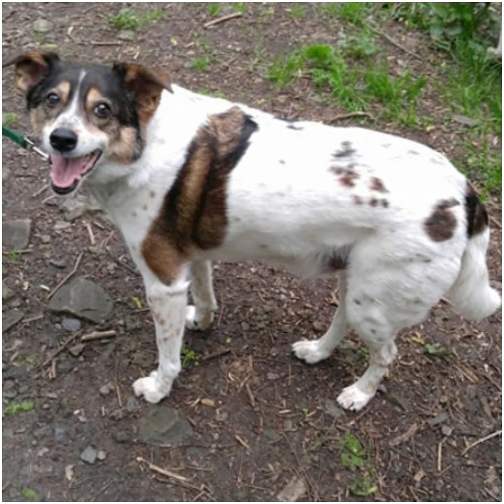 Meet the Dogs — Pet Pastries