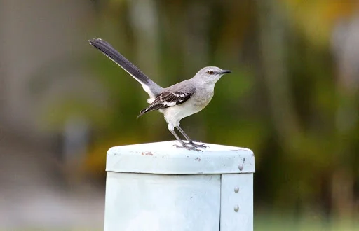 Tennessee’s State Bird: The Mockingbird — Cypress Magazine
