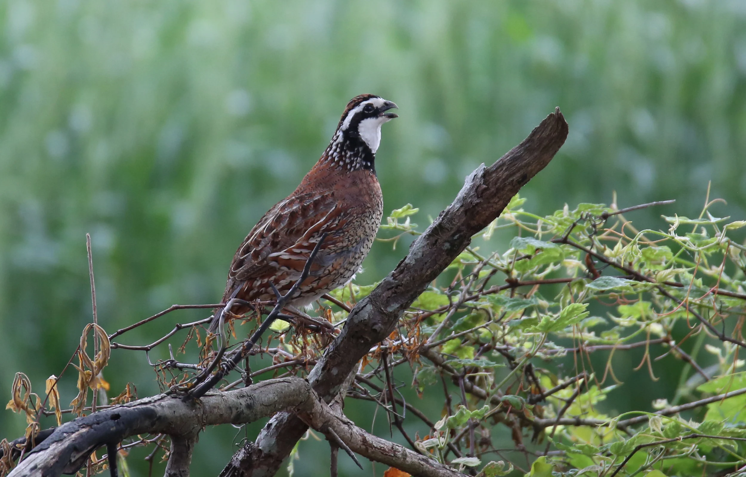 The Great Quail Hunt — Cypress Magazine