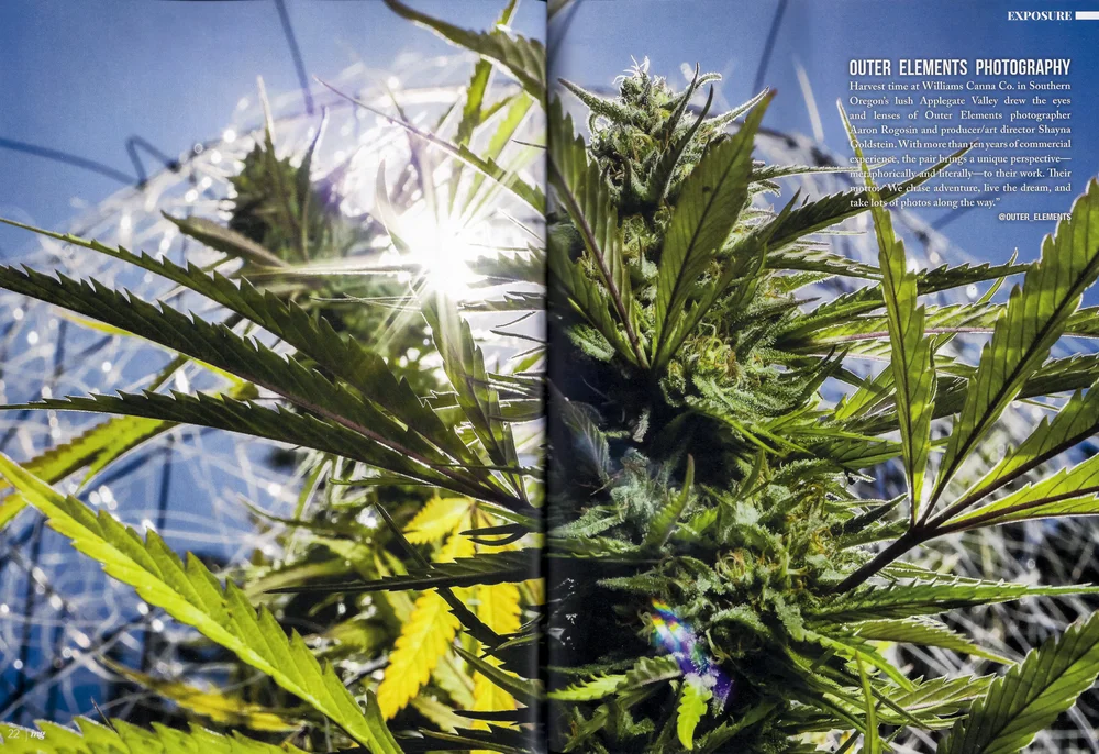 Cannabis — Outer Elements Photography