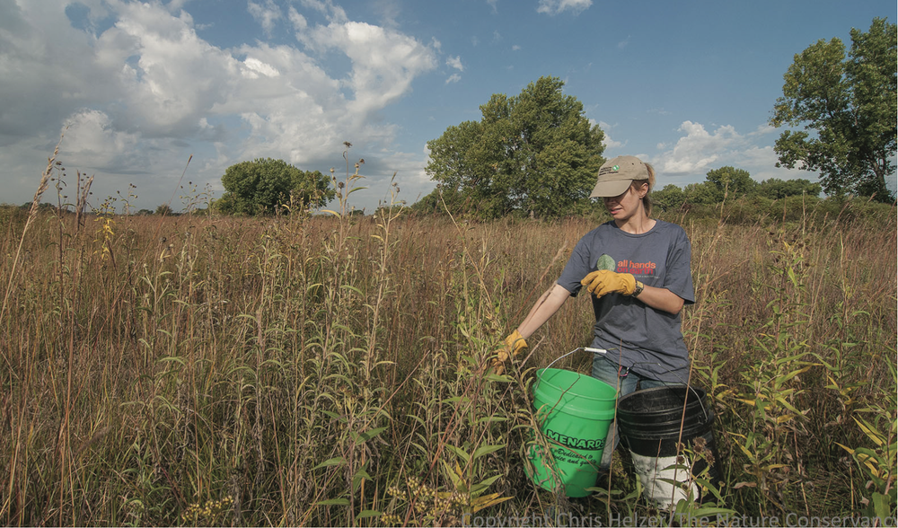 Seedbanking — Southeastern Grasslands Institute