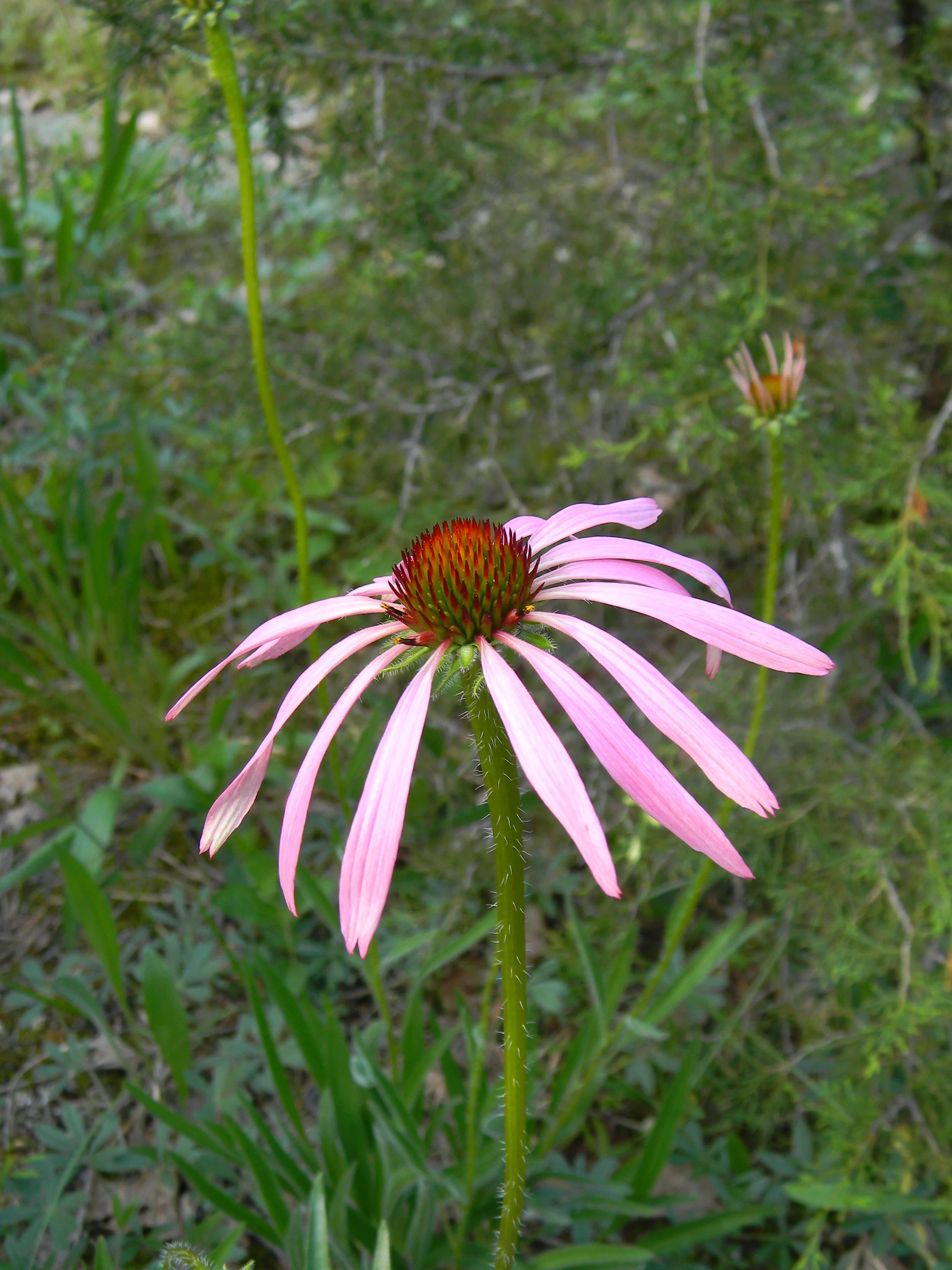 #3 Nashville Basin Limestone Savanna — Southeastern Grasslands Institute