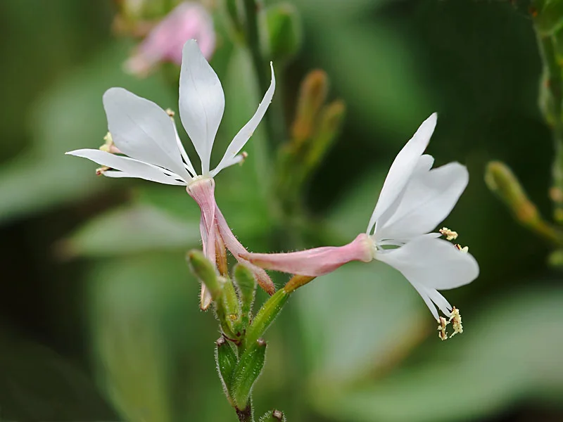 Rocky Grasslands of Nashville Basin — Southeastern Grasslands Initiative
