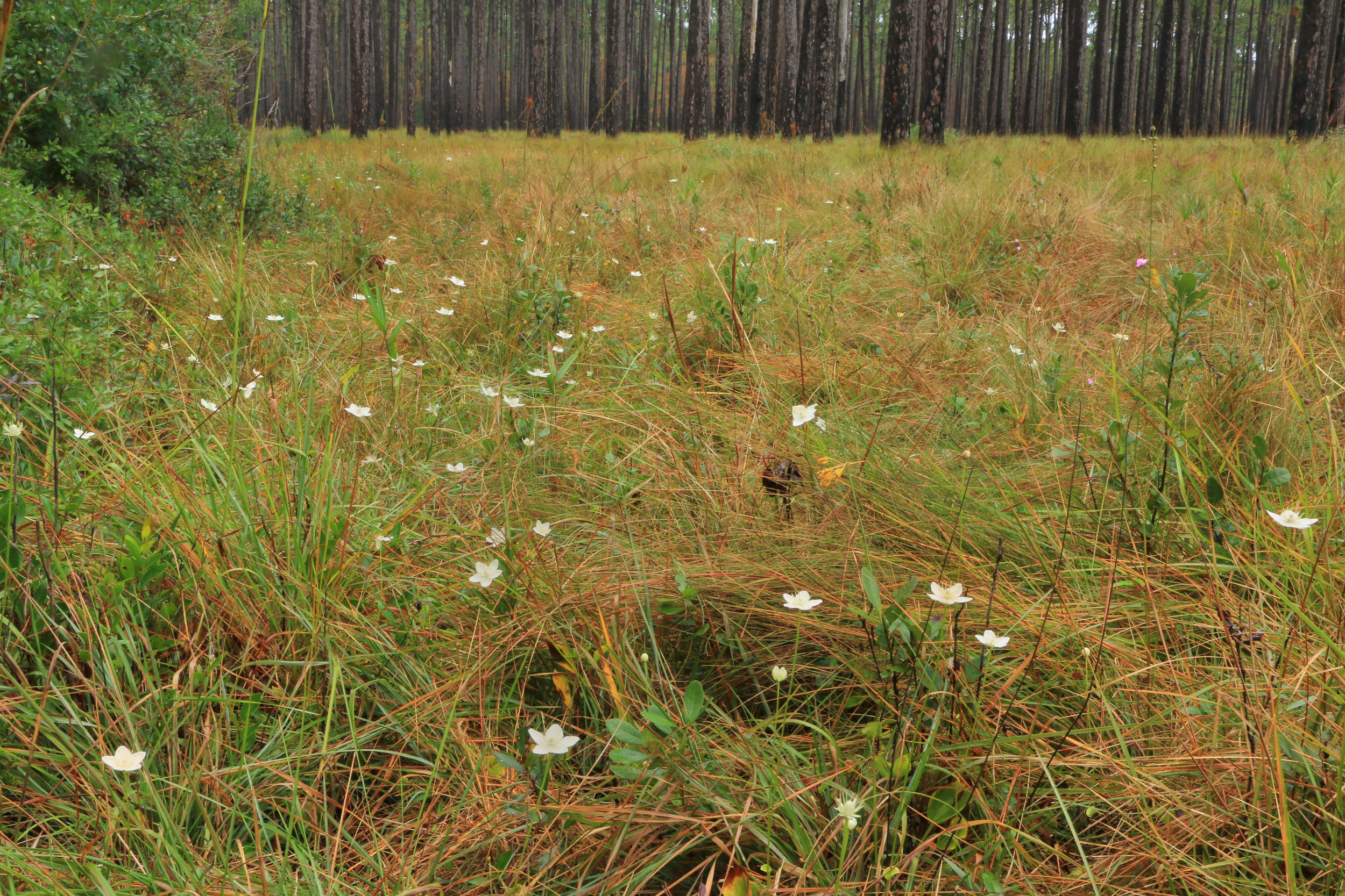 Atlantic Coastal Plain Plants