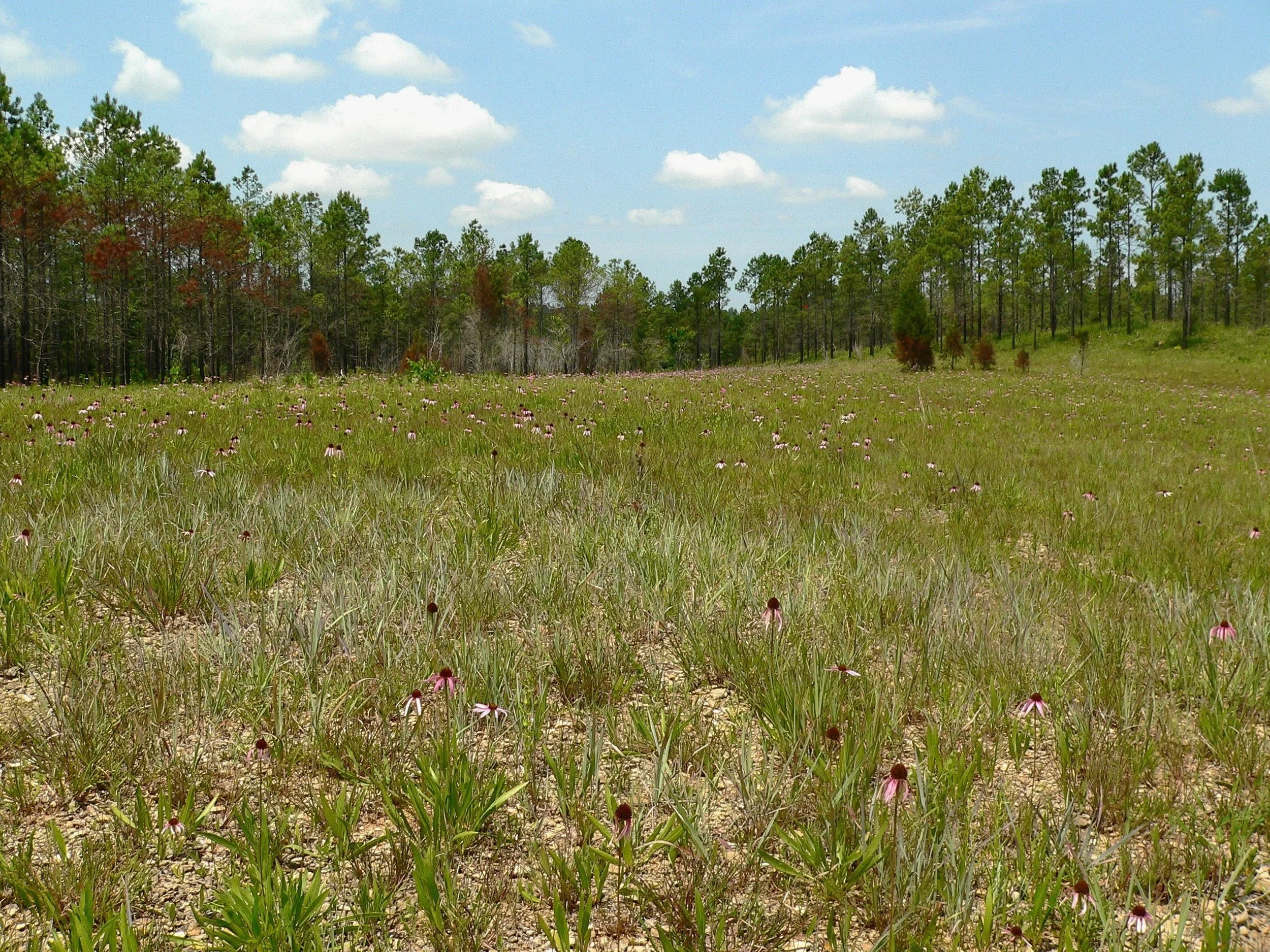 Ridge & Valley Grasslands Gallery — Southeastern Grasslands Institute