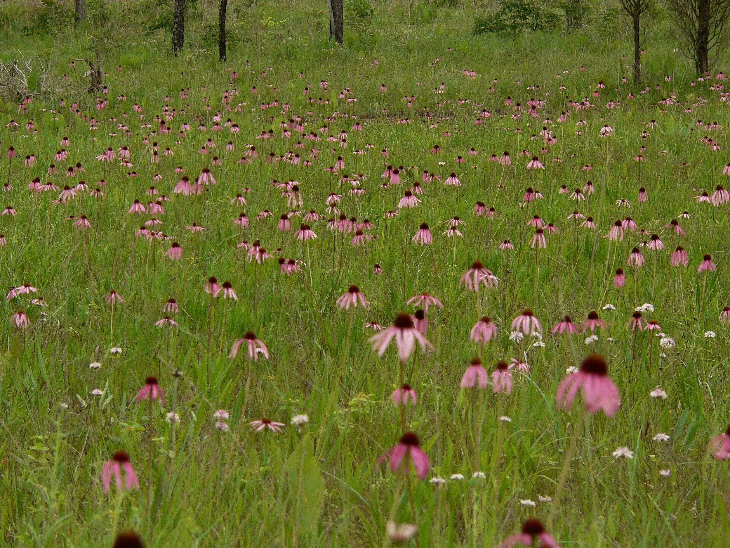 Ridge & Valley Grasslands Gallery — Southeastern Grasslands Institute