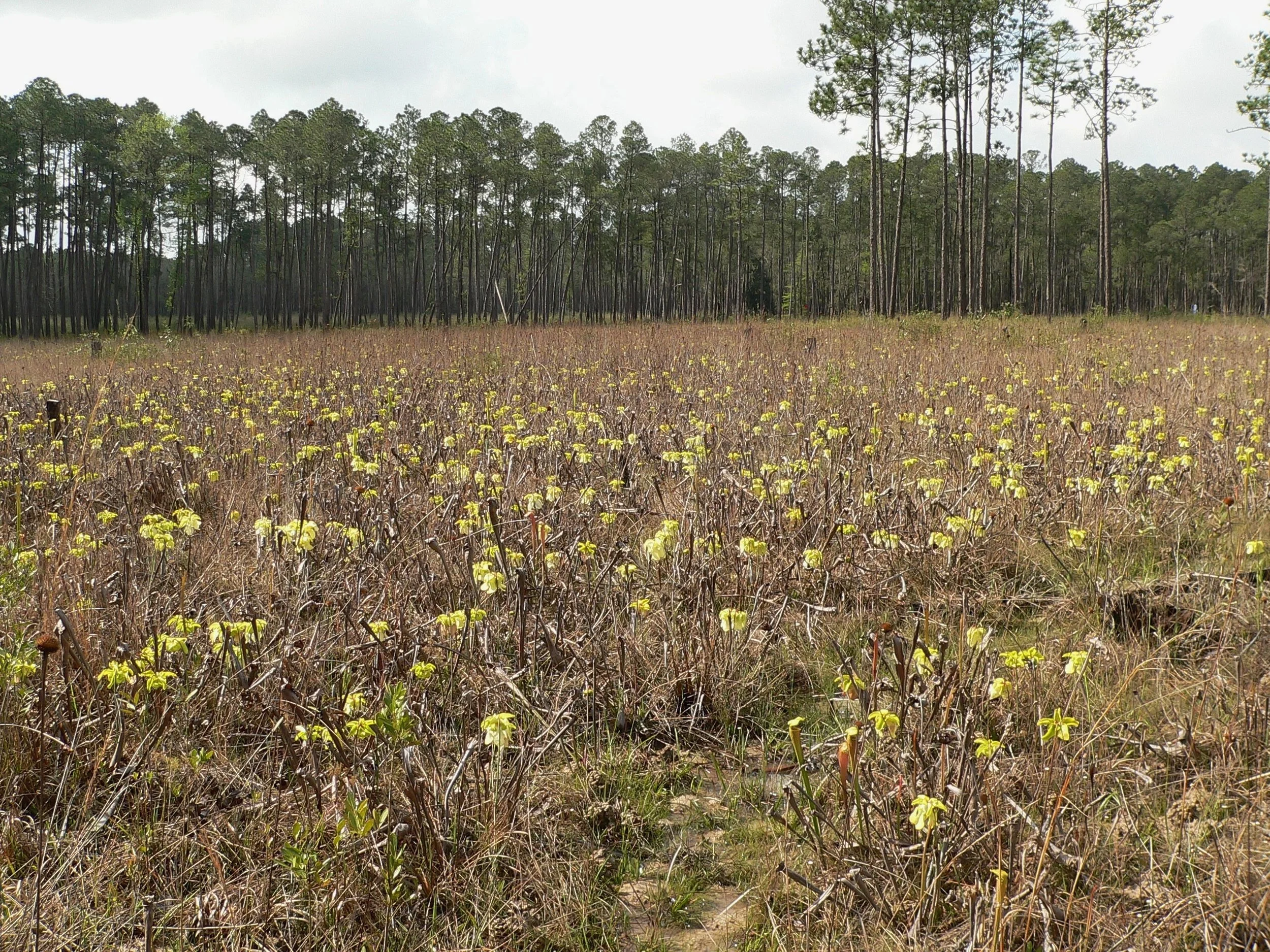 Lesson 4 How to Recognize Grasslands on the Ground — Southeastern ...