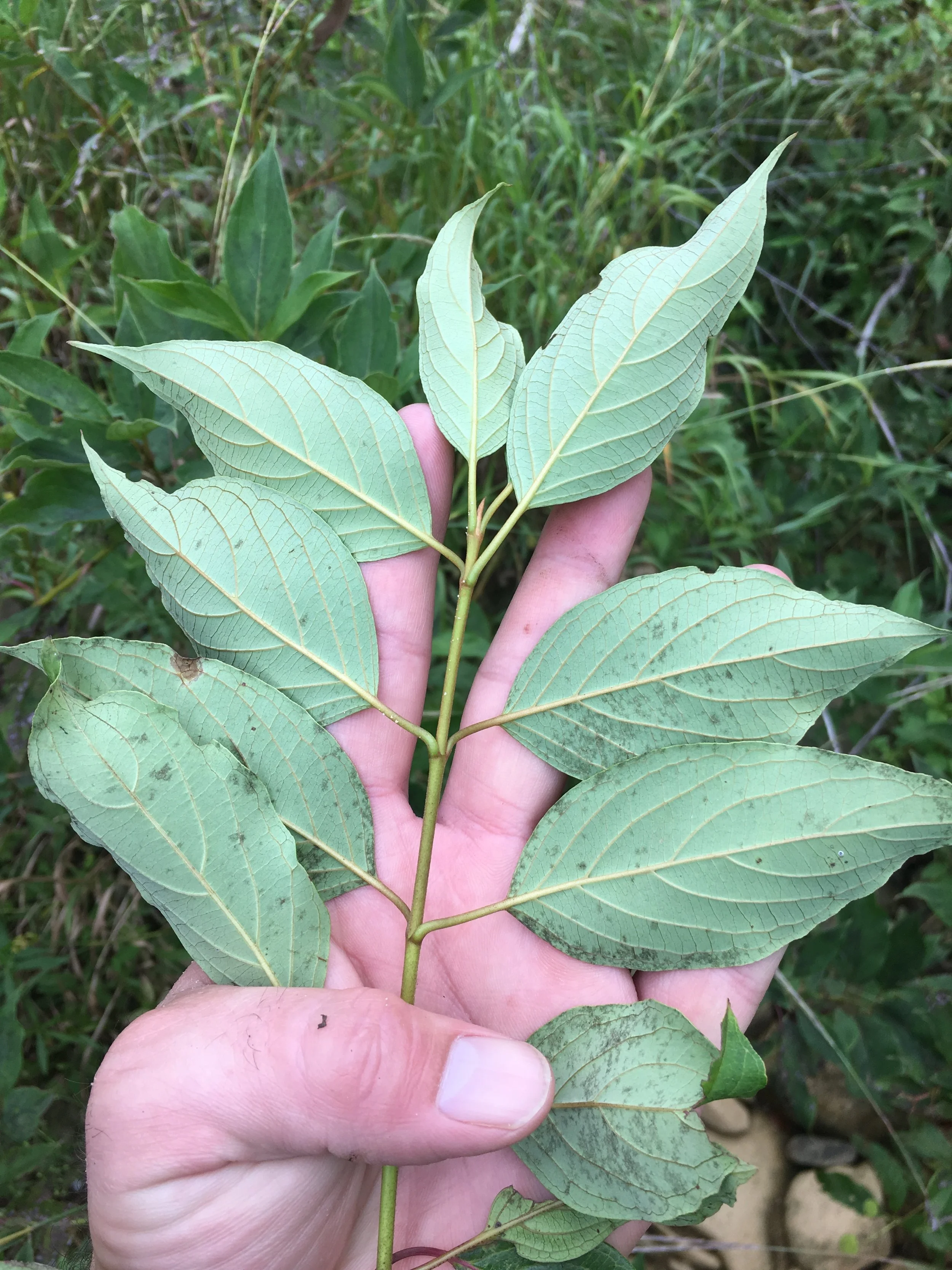 Lesson 8 How to make the most out of your iNat photographs ...