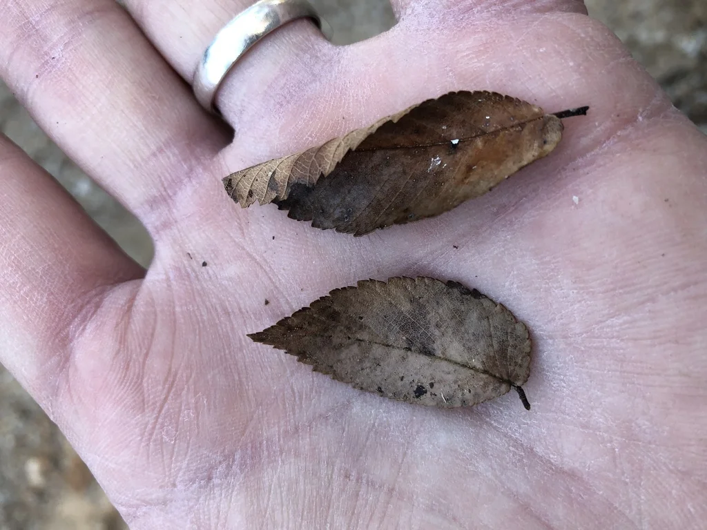 Lesson 8 How to make the most out of your iNat photographs ...