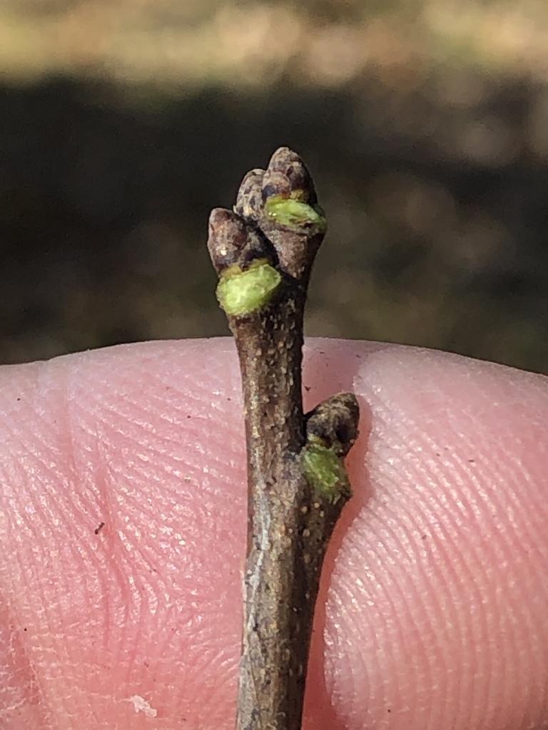 Lesson 8 How to make the most out of your iNat photographs ...