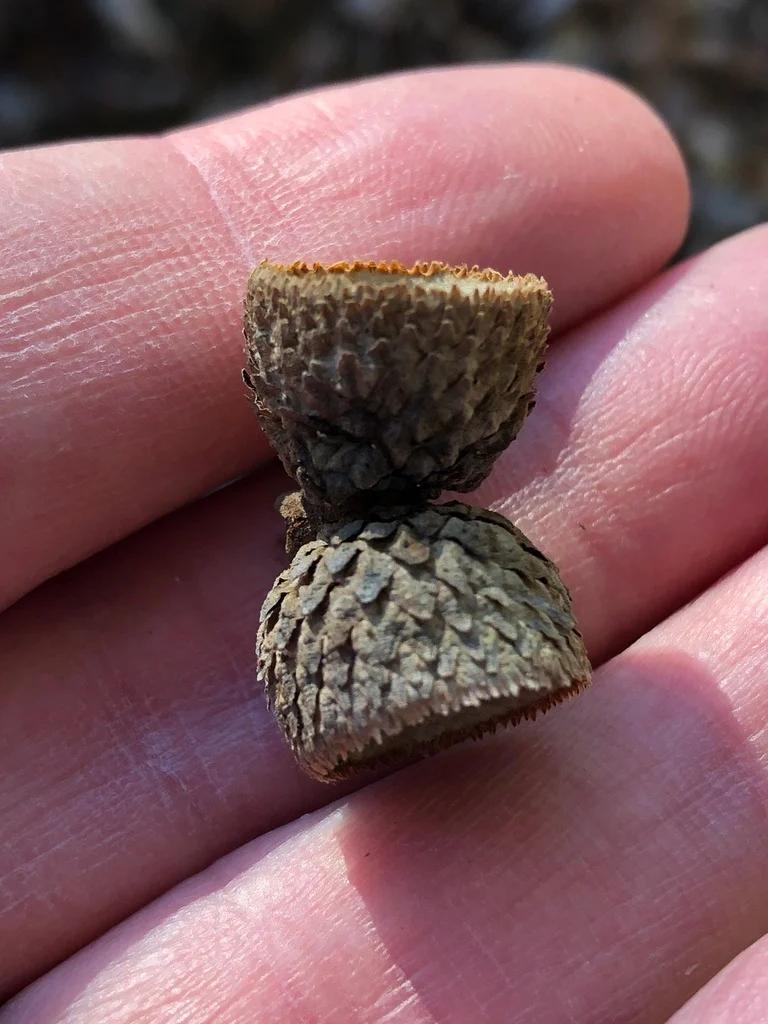 Lesson 8 How to make the most out of your iNat photographs ...