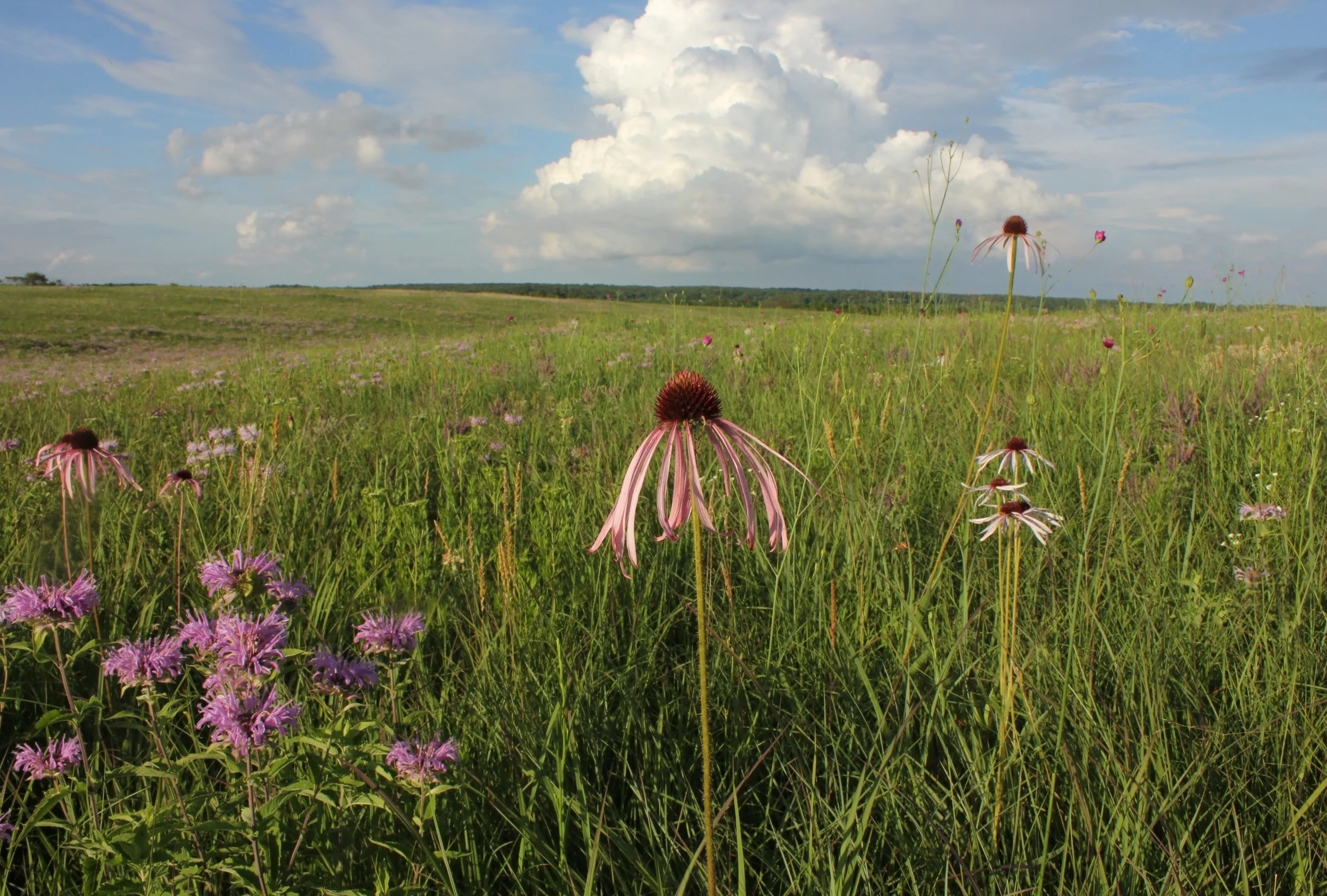 Chardonnay Gets Its Day—And So Does Prairie (National Prairie Day in ...