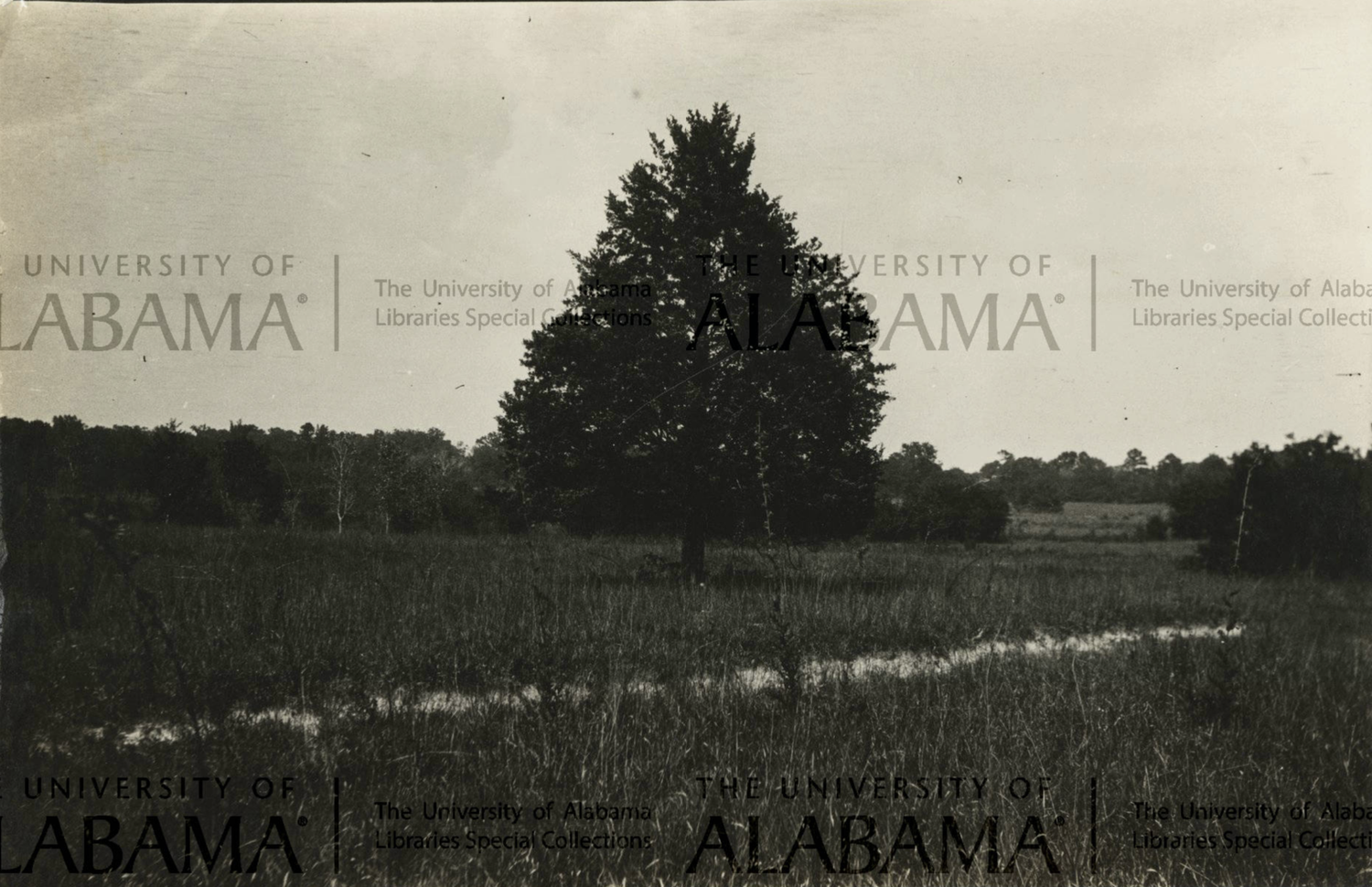 Sumter Farm — Southeastern Grasslands Institute