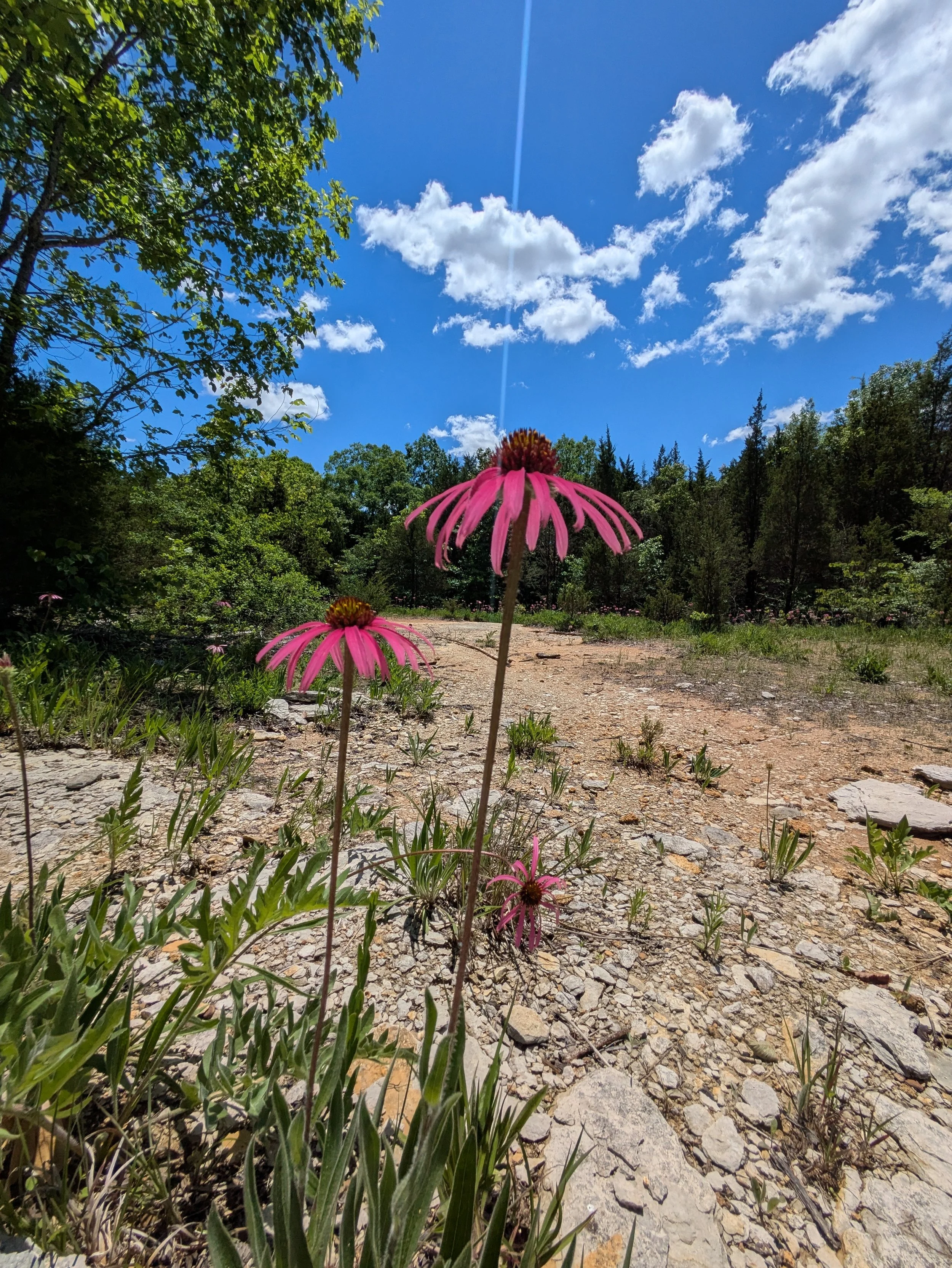 Our Team — Southeastern Grasslands Institute