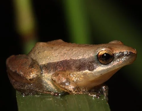 Southeastern Grasslands Provide Valuable Habitat for Frogs and Toads ...