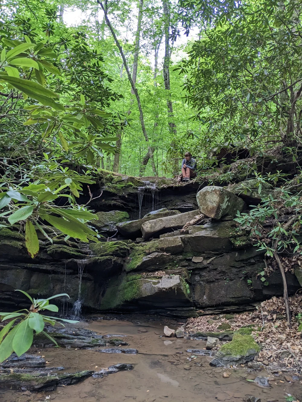 Cumberland Gap “Bog Bioblitz” Finds Rare Plants and Quiets the Mind ...